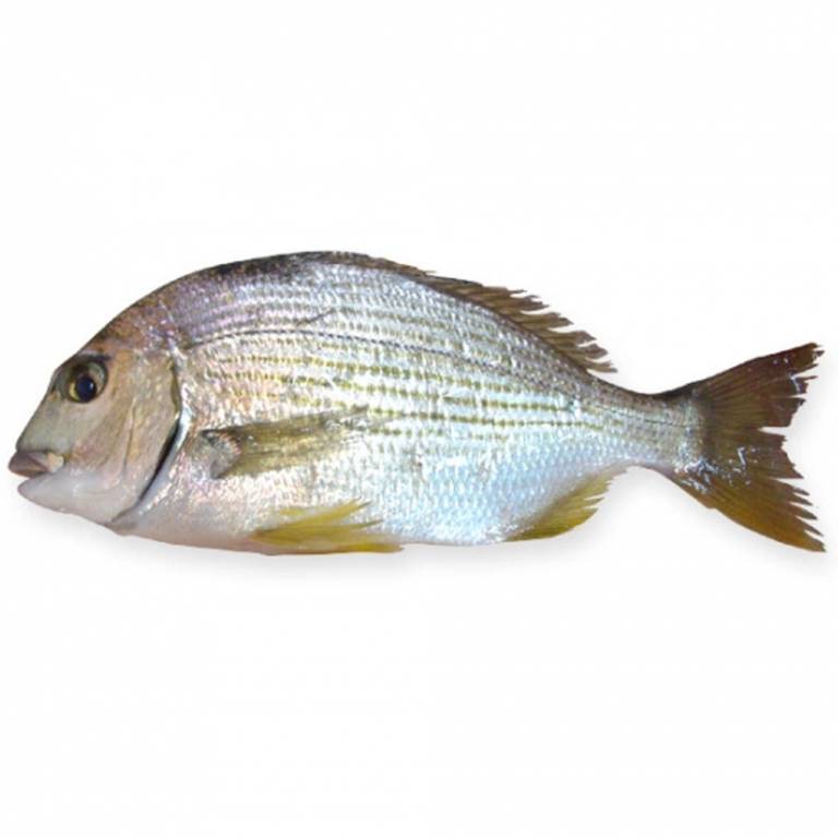 Gueule pavée – Dayanand Boholah Seafoods Co. Ltd.