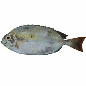 Cordonnier – Dayanand Boholah Seafoods Co. Ltd.