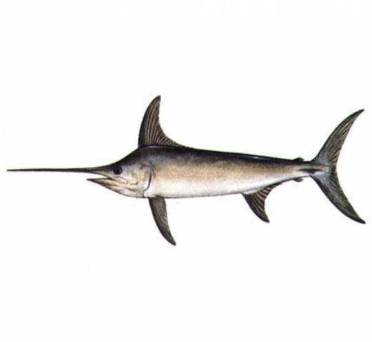 Lune Doree – Dayanand Boholah Seafoods Co. Ltd.